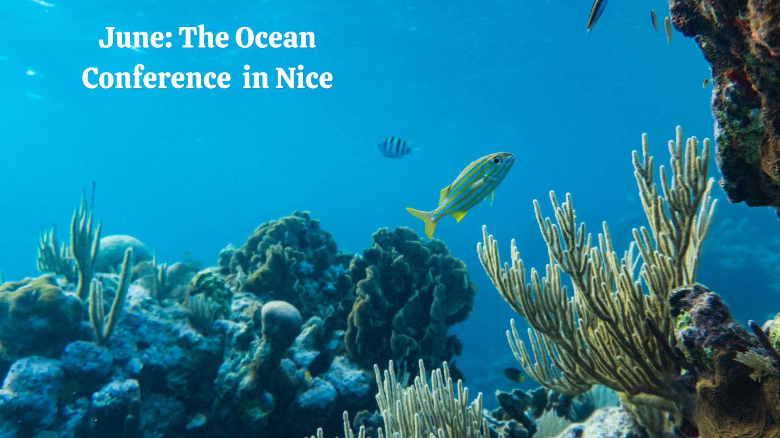 Alliance Française Hamilton - June: The Ocean Conference in Nice